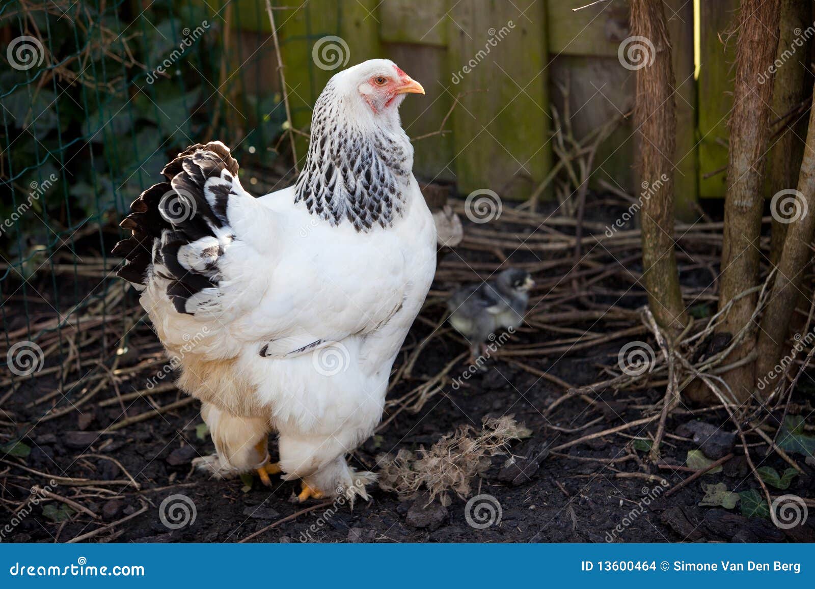 Big Brahma Chicken with Two Baby Chicks Stock Photo - Image of ...