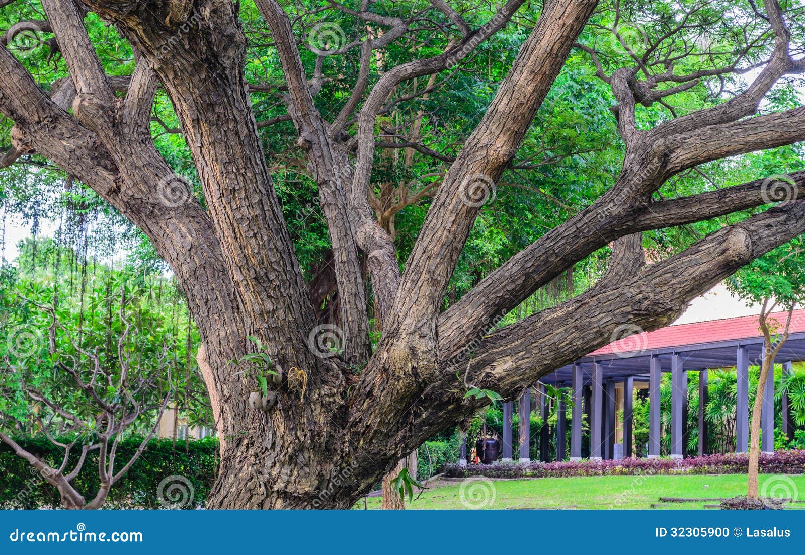 Big Branch stock photo. Image of nature, grow, disease - 32305900