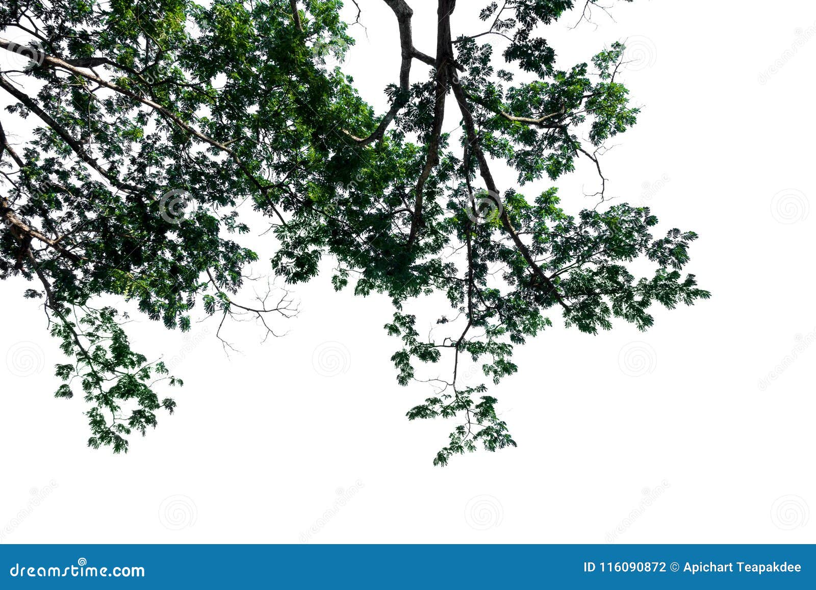 Big branch stock photo. Image of large, field, tree - 116090872