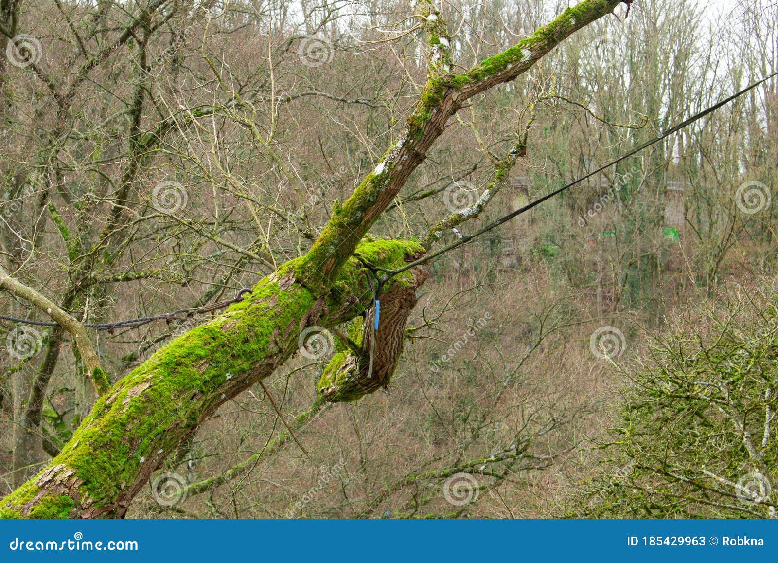Big Branch Covered with Moss Has To Be Secured with Ropes from Breaking ...
