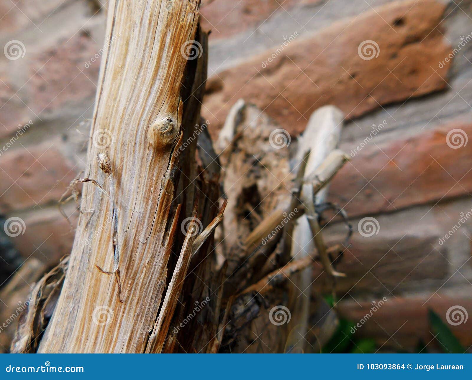Big branch stock photo. Image of natural, ecology, brown - 103093864
