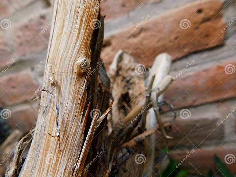 Big branch stock photo. Image of natural, ecology, brown - 103093864