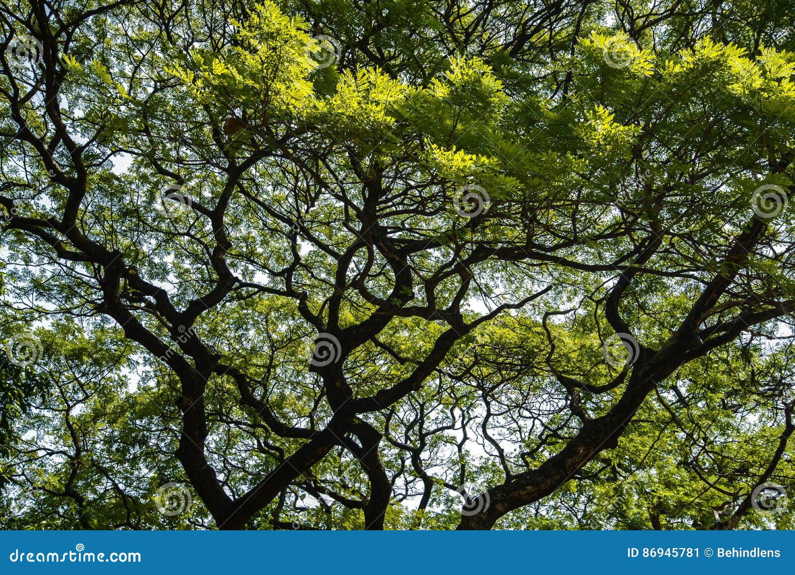 Big Branch of Old Oak Tree. Stock Image - Image of pathway, green: 86945781