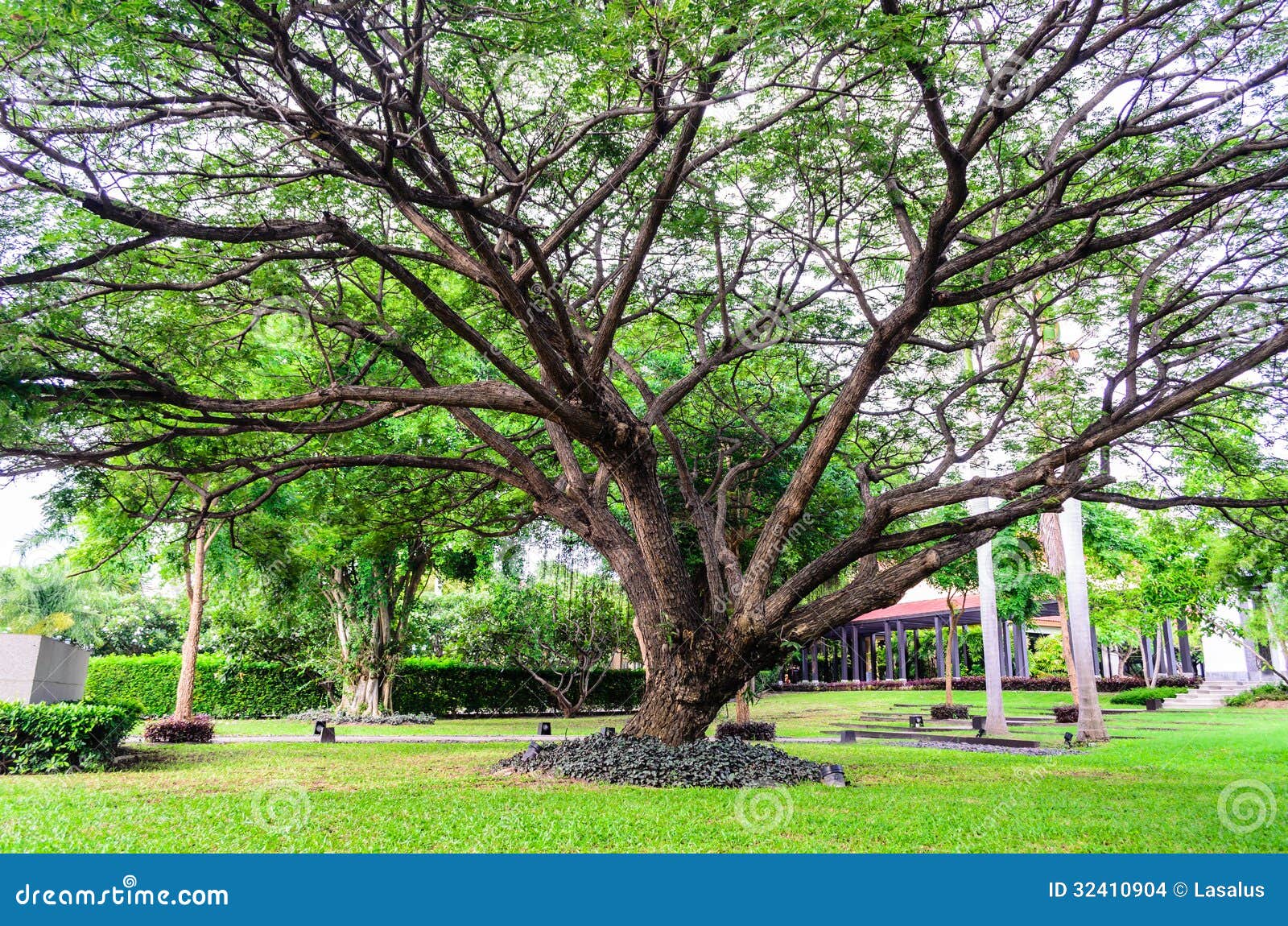 Big Branch stock photo. Image of grow, nature, bush, blue - 32410904