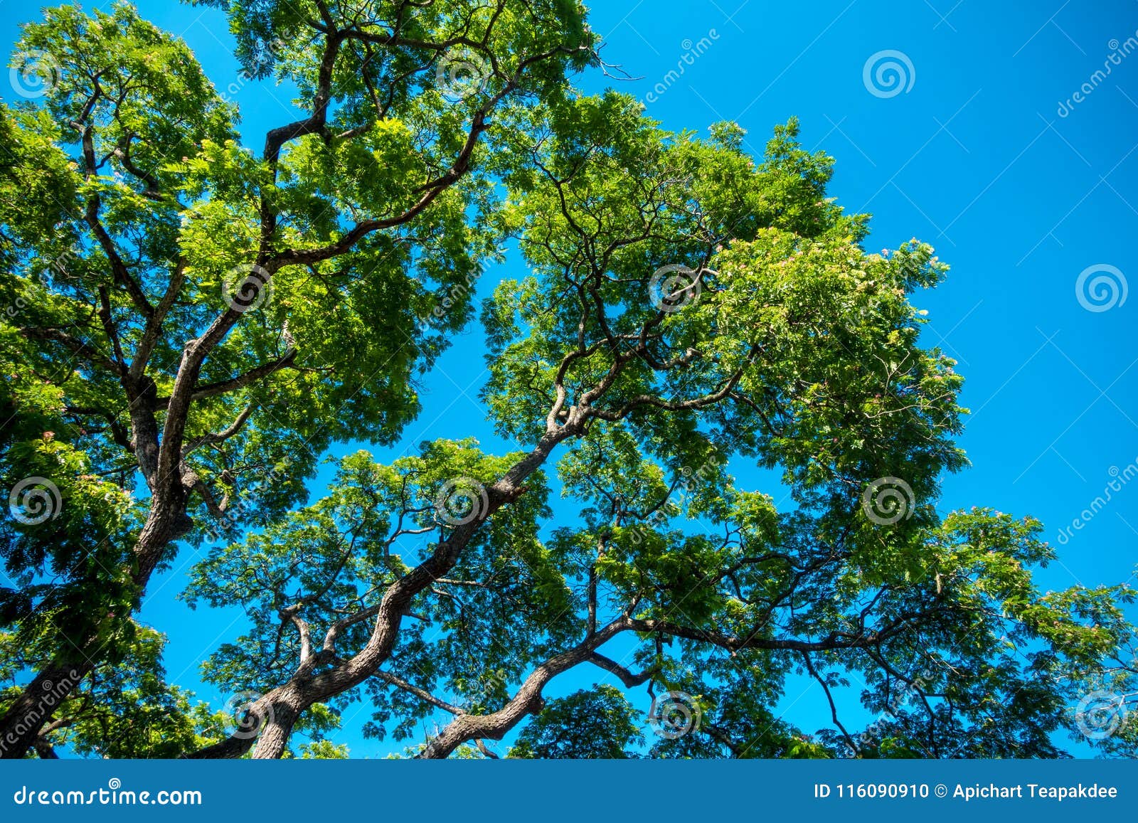 Big branch stock photo. Image of spring, summer, plant - 116090910