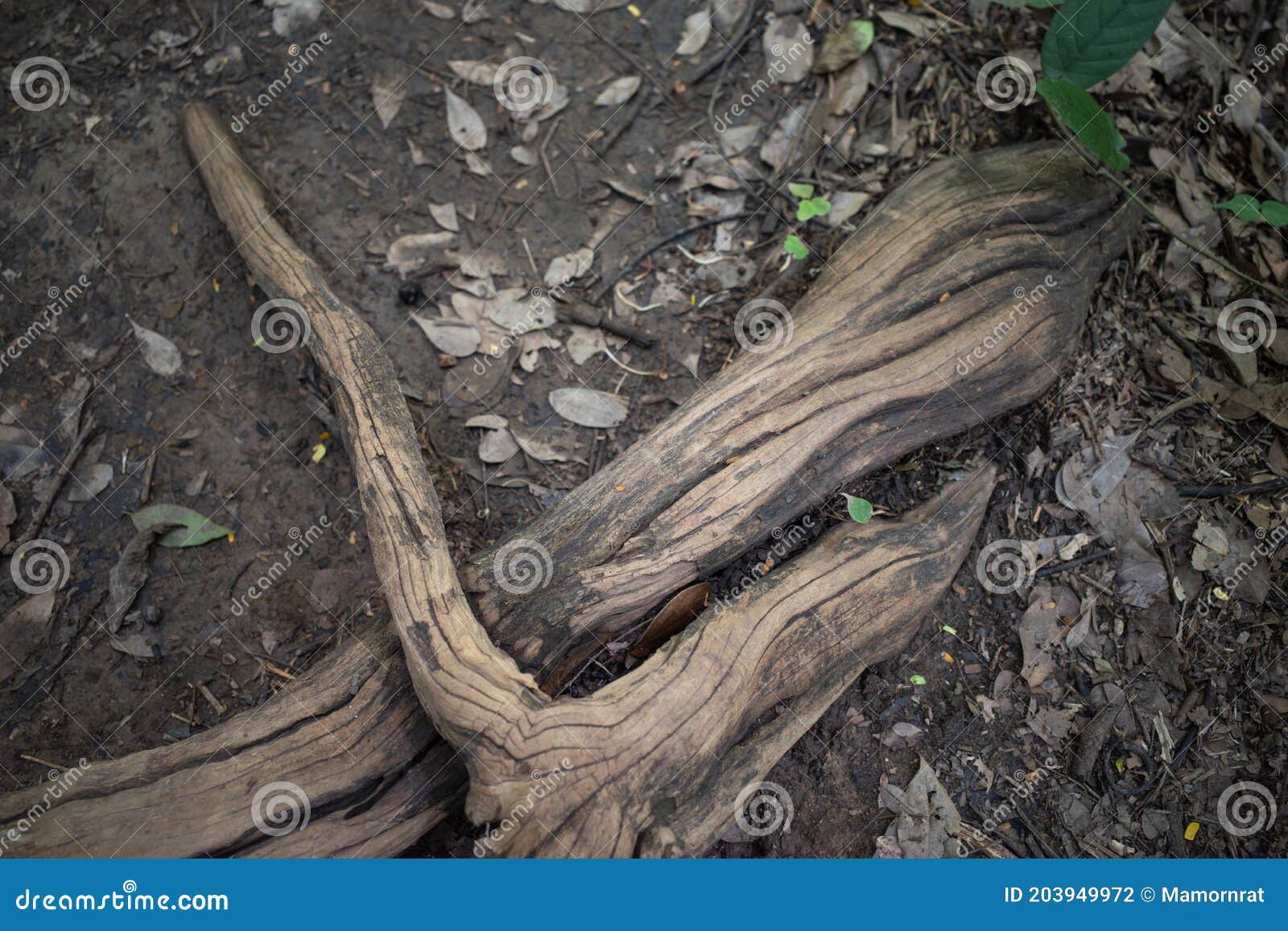 Big Branch from Tree Lay on Mud Ground in Forest Stock Photo - Image of ...