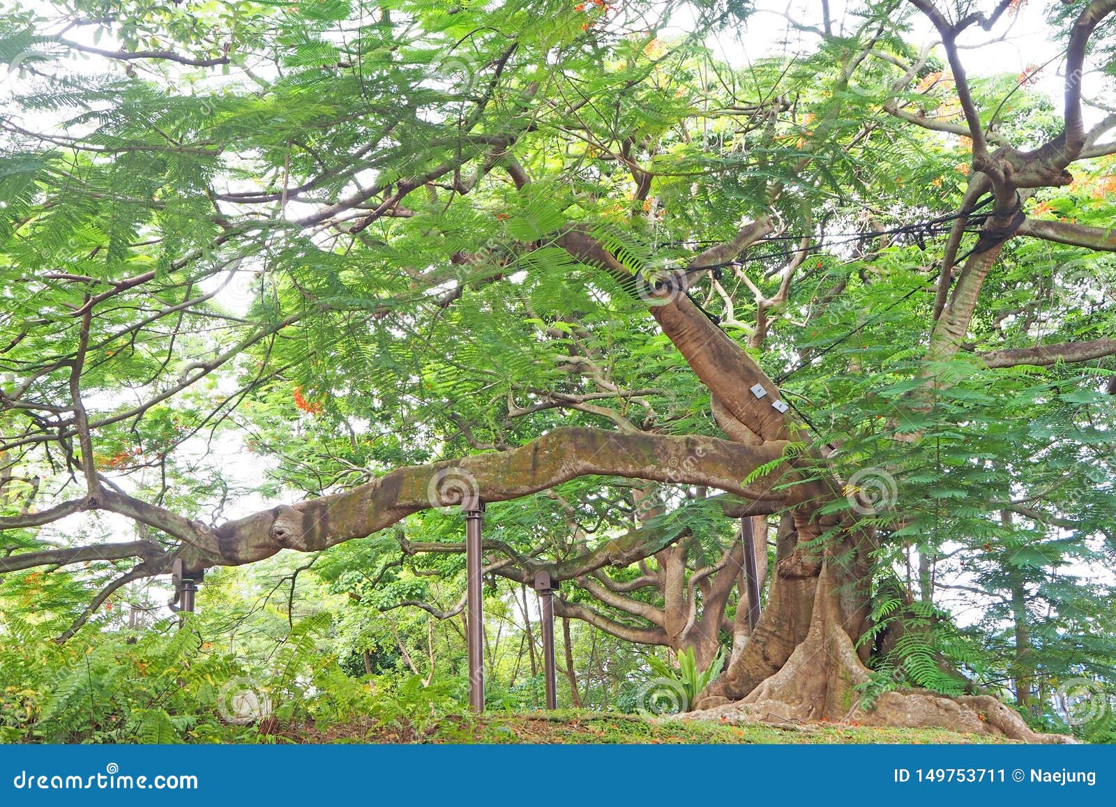 Huge Green Tree with Big Branch Stock Image - Image of leaf, root ...