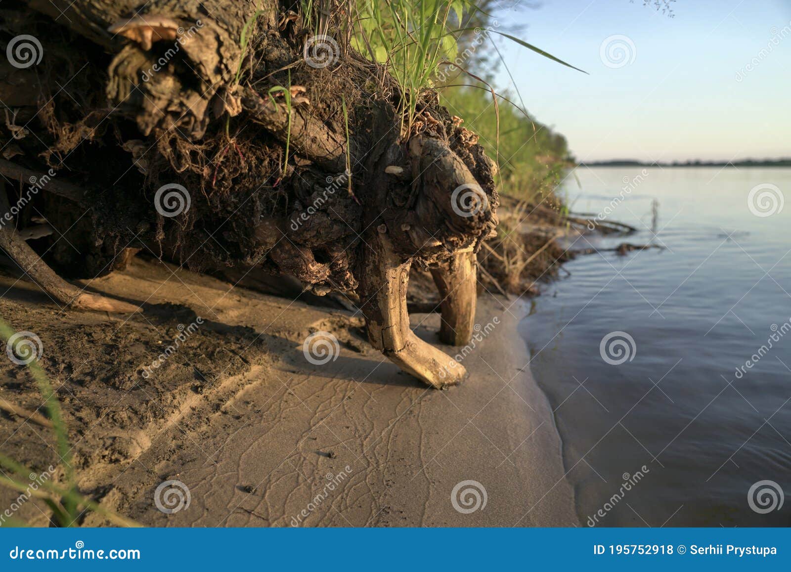 The Roots of a Large Tree are Drawn To the Water. Stock Photo - Image ...