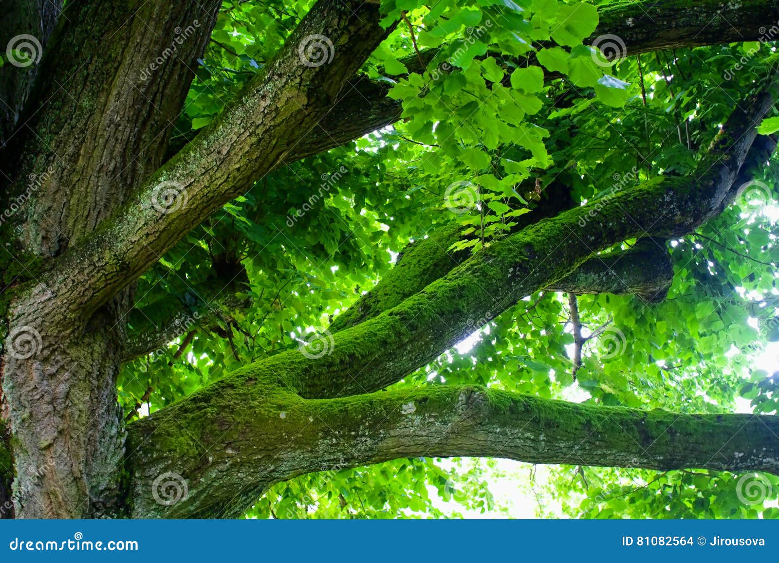 Big branches of tree stock photo. Image of majestic, tree - 81082564
