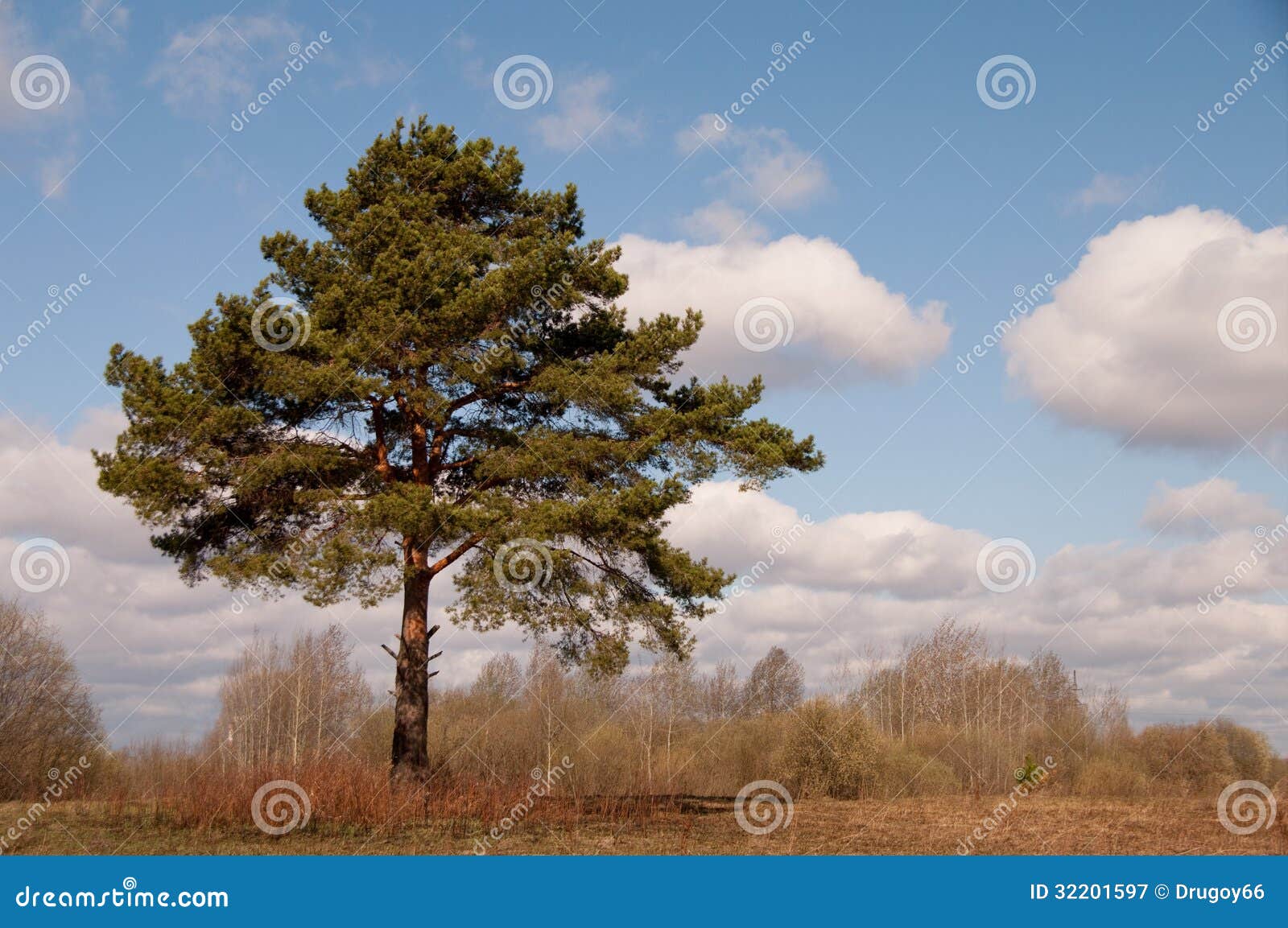 Branchy Pine On A Background Of Blue Sky Stock Photography ...