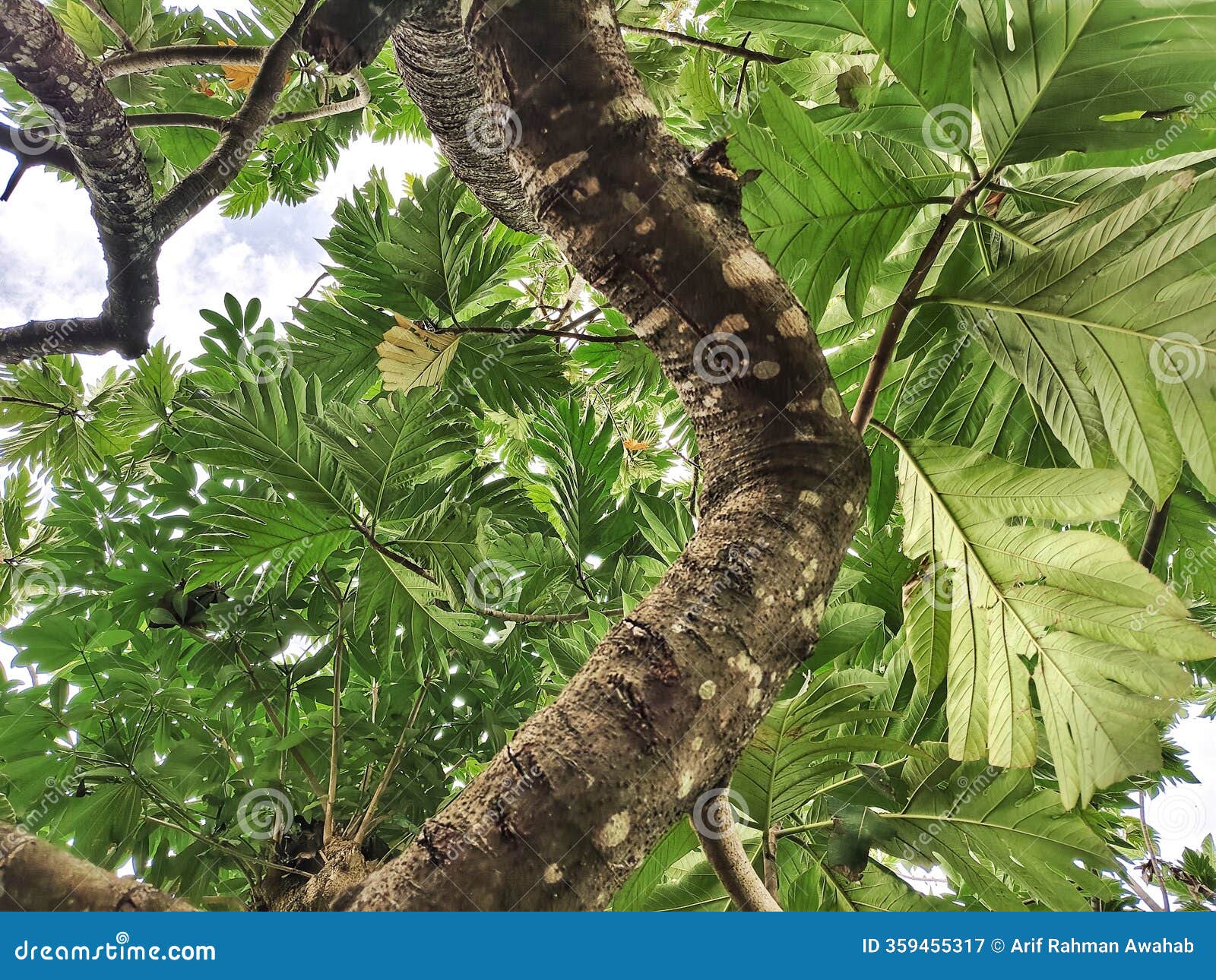 Big Breadfruit Tree or Artocaprus. Large Tropical Tree with Branches ...