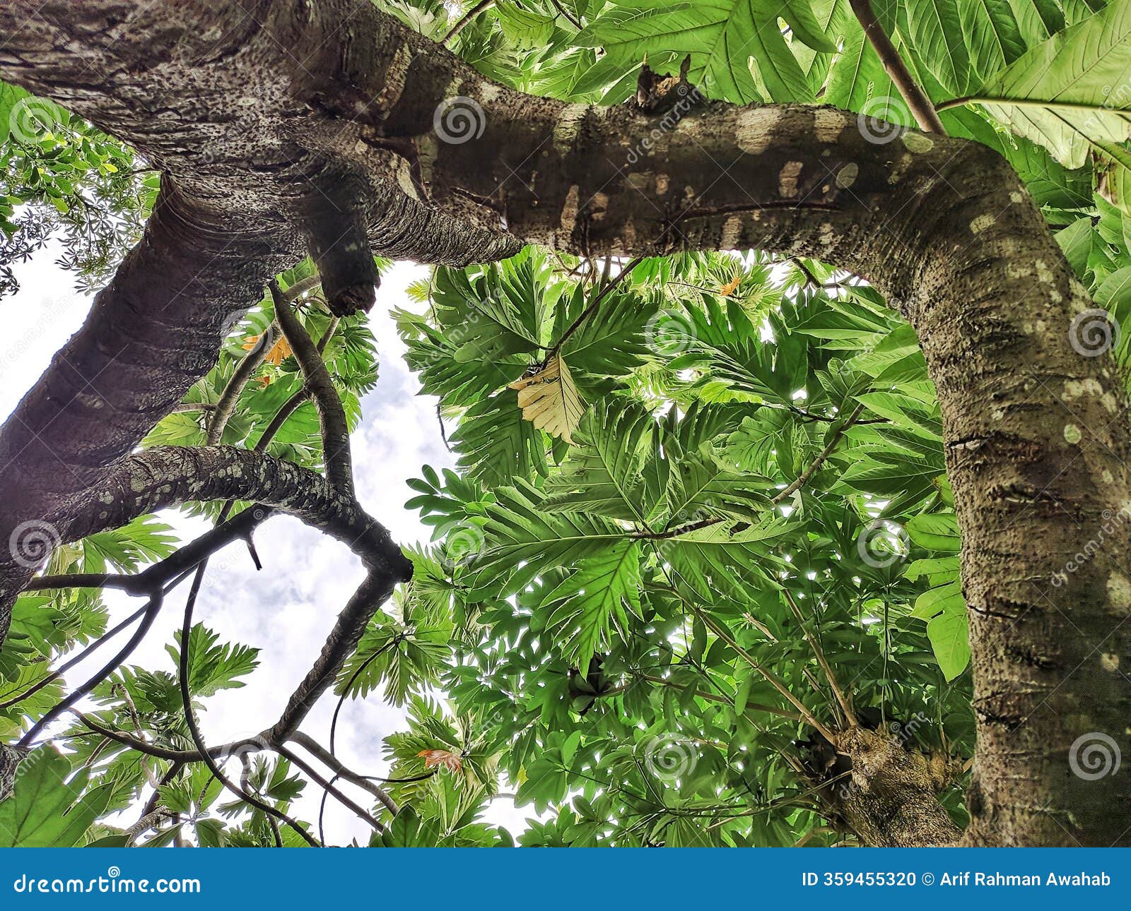 Big Breadfruit Tree or Artocaprus. Large Tropical Tree with Branches ...