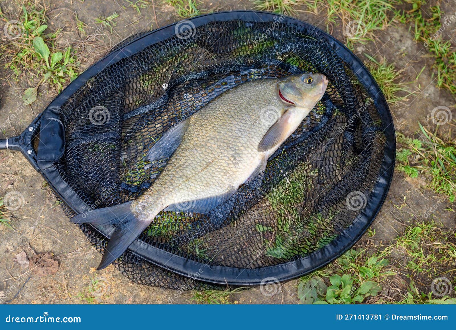 Big Bream Caught in Fishing Net. Trophy Stock Image - Image of outdoor ...
