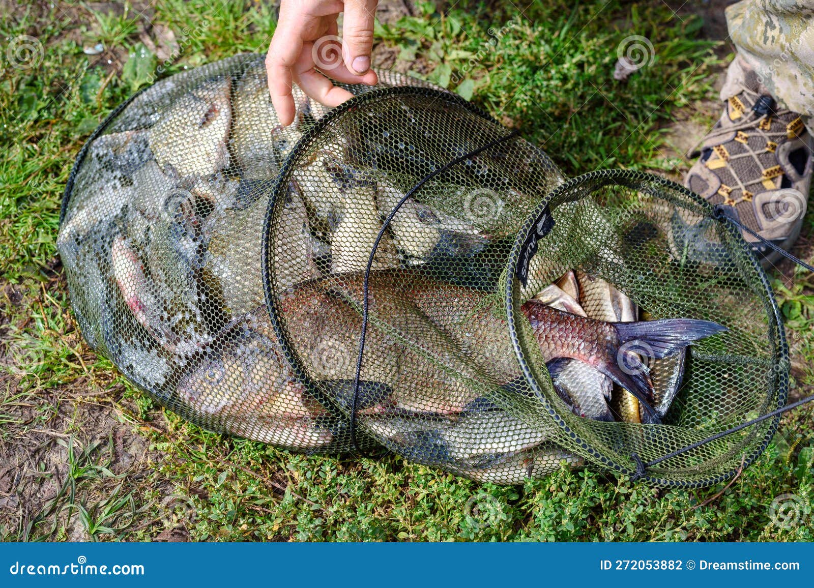 Big Bream Caught in Fishing Net. Trophy Stock Photo - Image of caught ...
