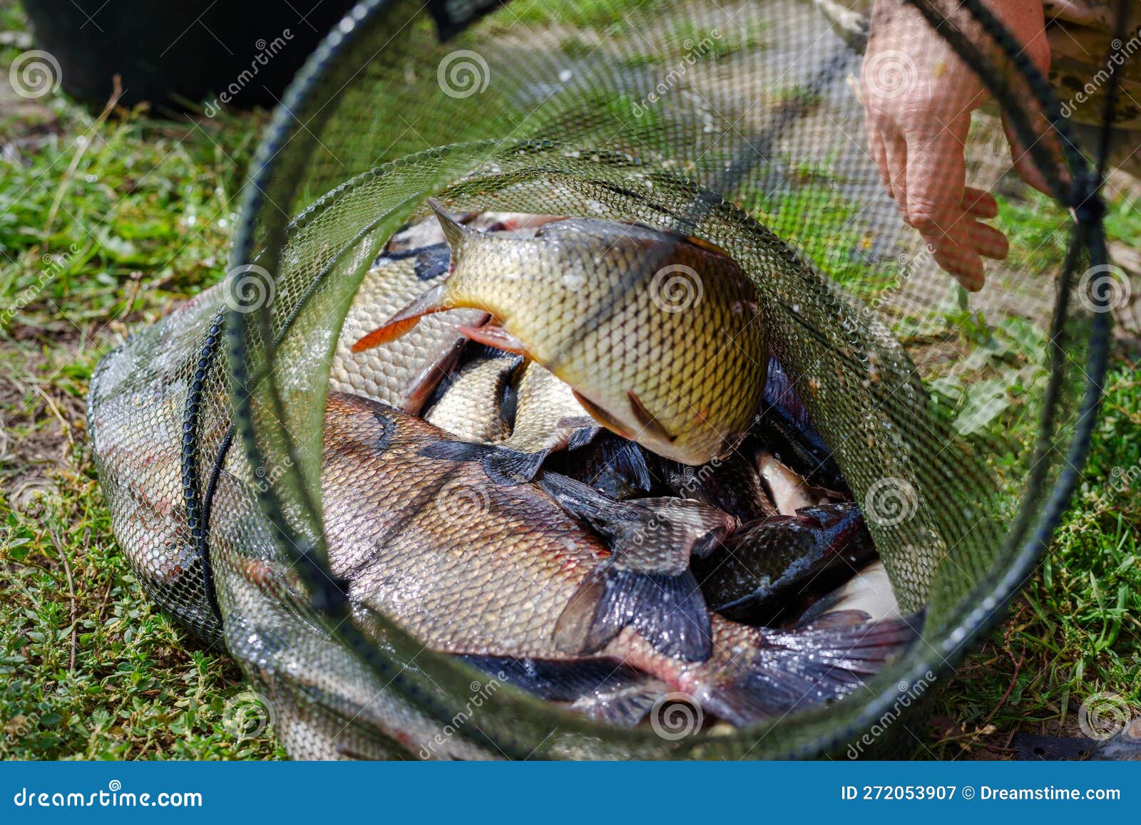 Big Bream Caught in Fishing Net. Trophy Stock Image - Image of nature ...