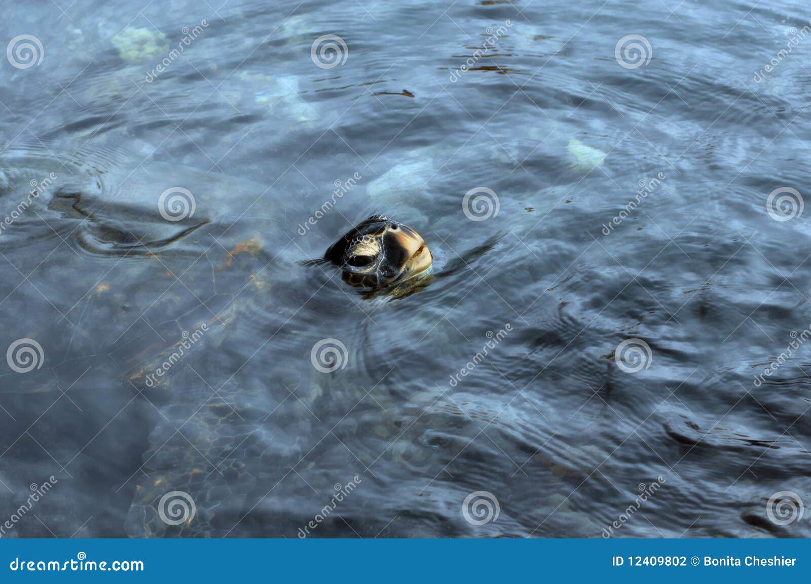 Big Breath stock photo. Image of water, hawaii, mouth - 12409802