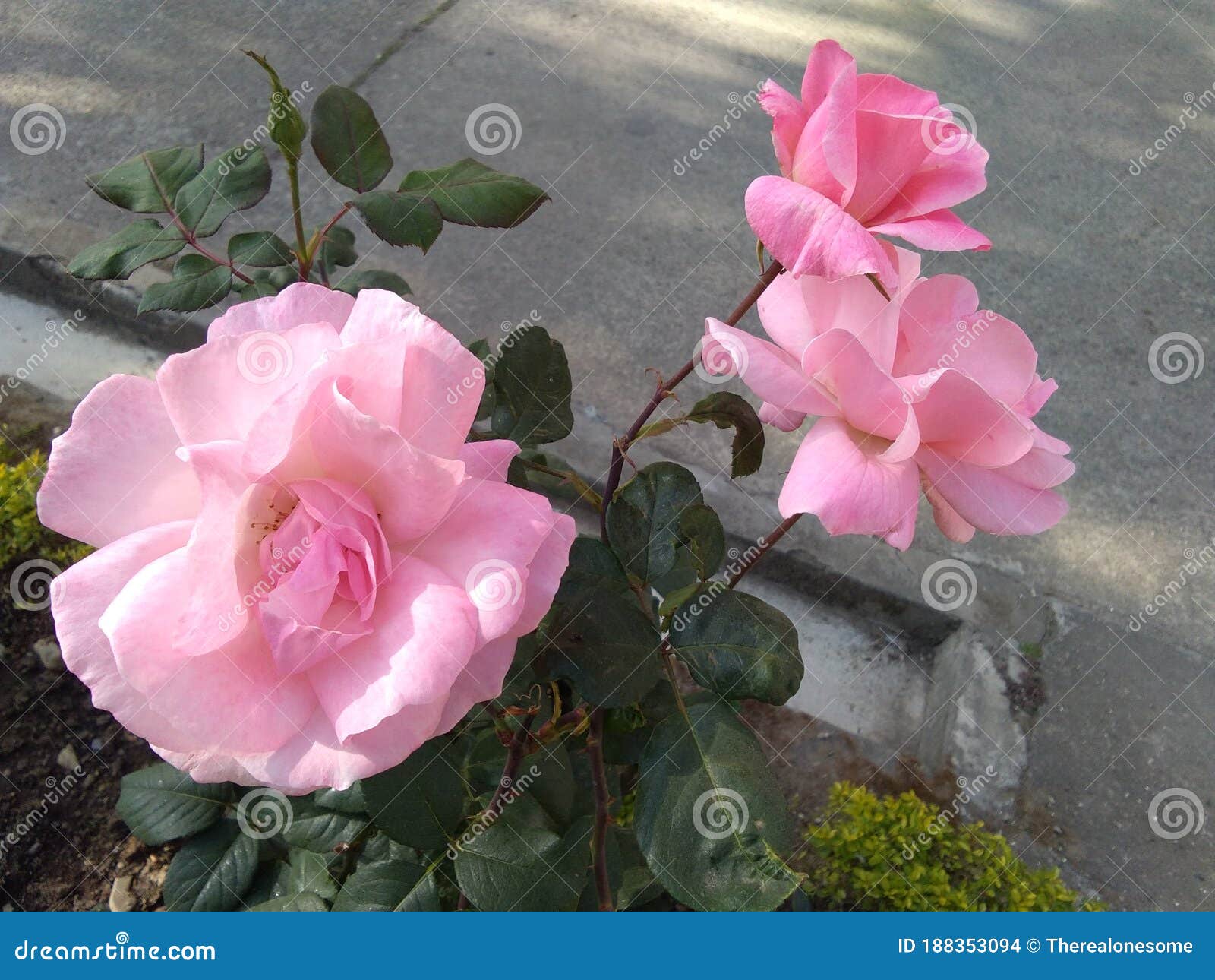 Big Bright Beautiful Pink Roses Stock Photo - Image of botanical, bunch ...