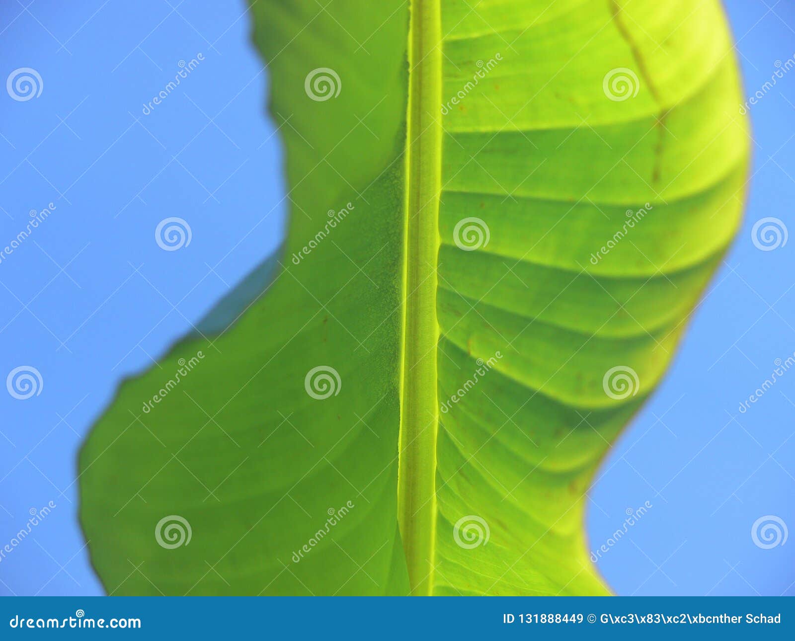 Big Bright Green Leaf in S-shape in Front of Blue Sky Stock Image ...
