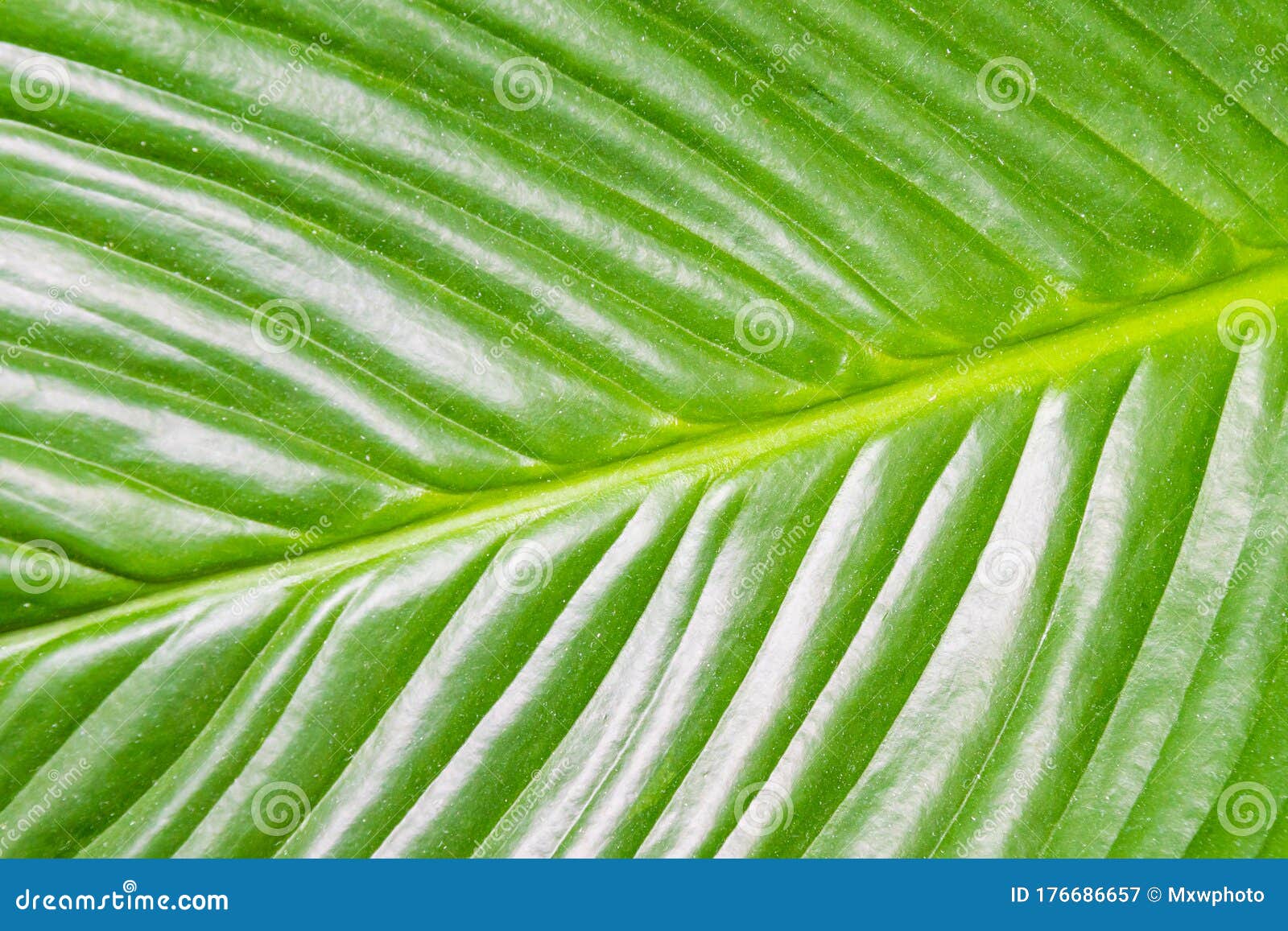 Big Bright Green Shiny Leaf Structure of Tropical Plant Leaf Stock ...