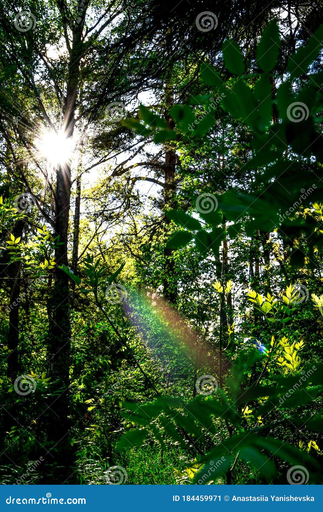 Big Bright Leaves on a Green Tree, Summer Forest Landscape. Green Trees ...