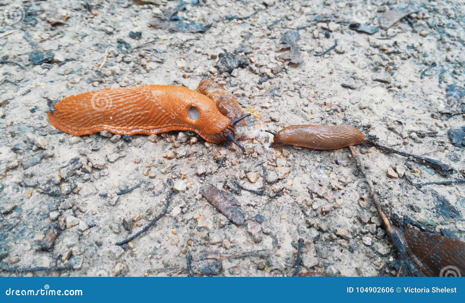 Big Bright Orange and Small Brown Slugs Moving on a Path Road Af Stock ...