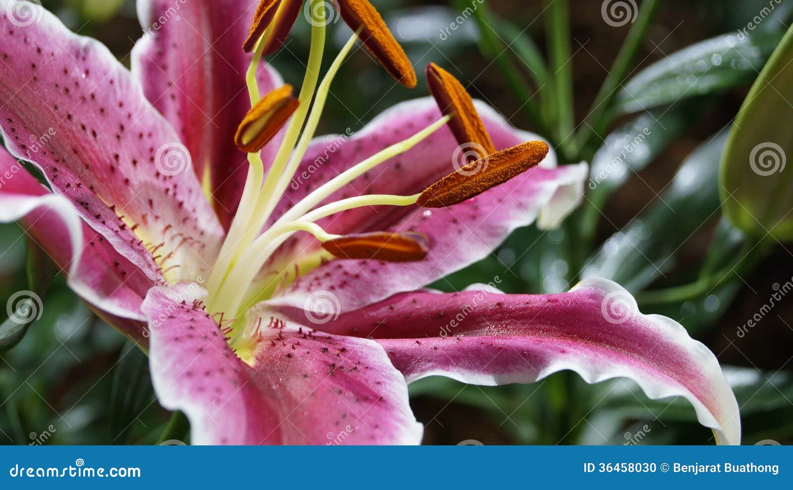 Big bright pink lily stock photo. Image of flower, white - 36458030