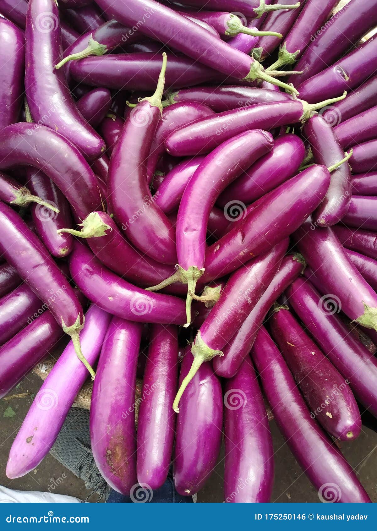 Big Brinjal in Purple Colour Stock Photo - Image of purple, colour ...