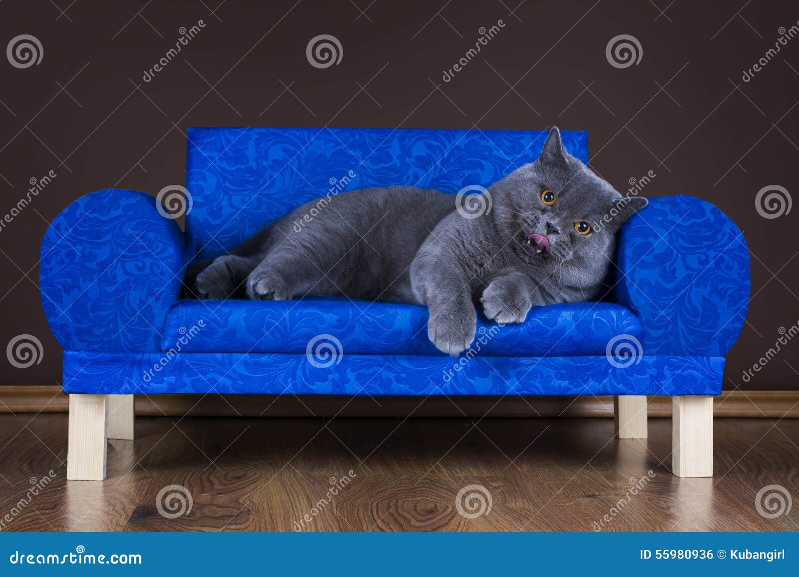 Big British Cat Resting on the Couch Stock Photo - Image of bedroom ...