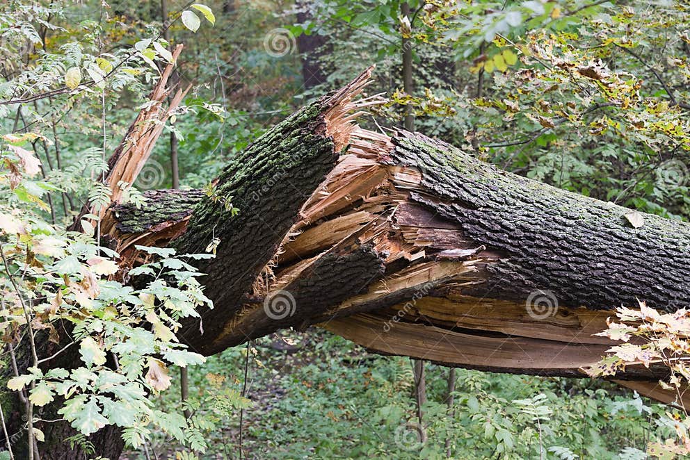 Big Broken Tree in the Forest Stock Image - Image of wood, closeup ...