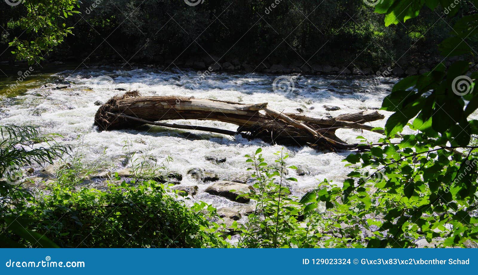 Big Broken Tree in the River in Backlight Stock Photo - Image of ...