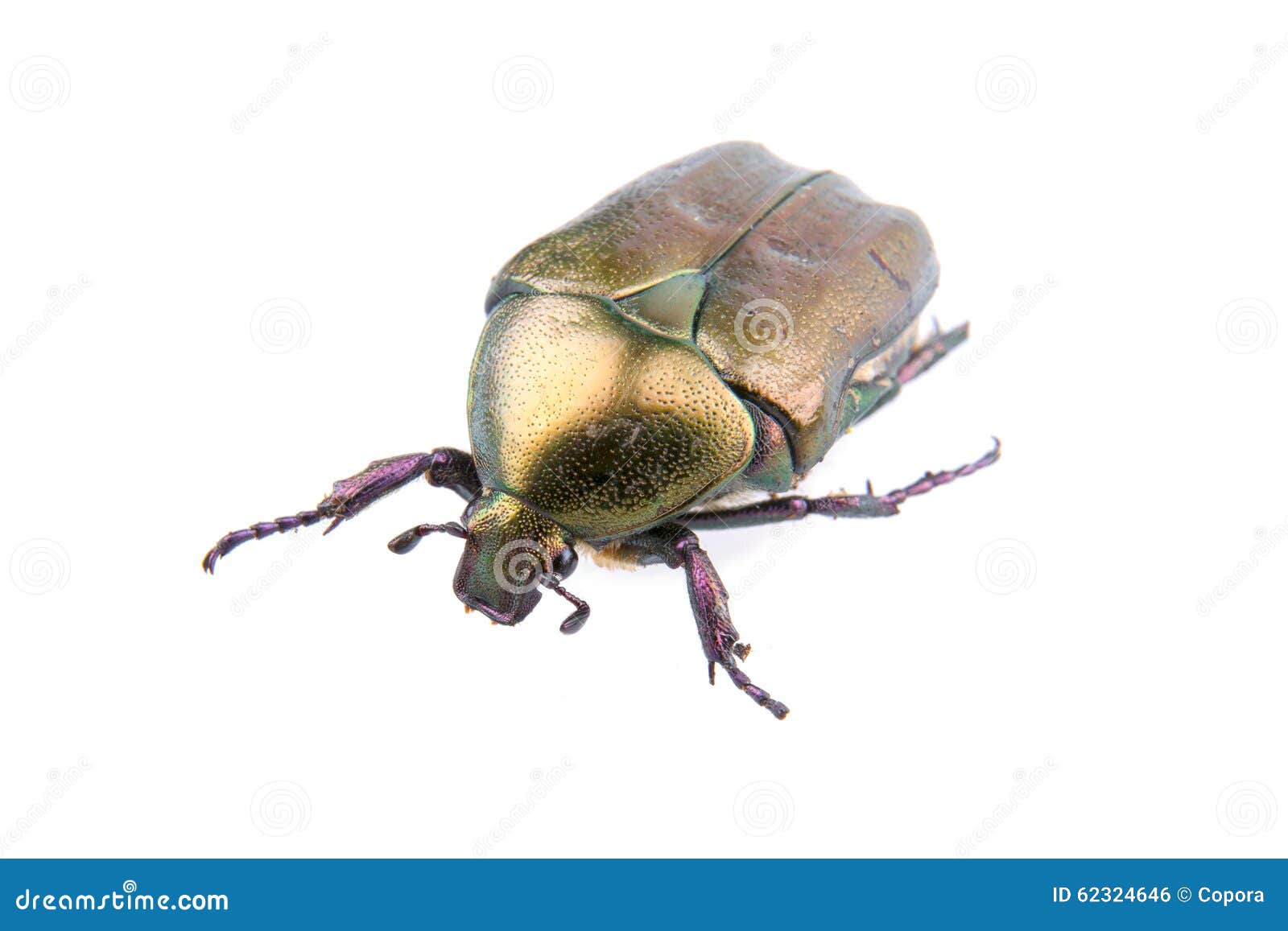 Big Bronze Bug on a White Background Stock Photo - Image of white ...