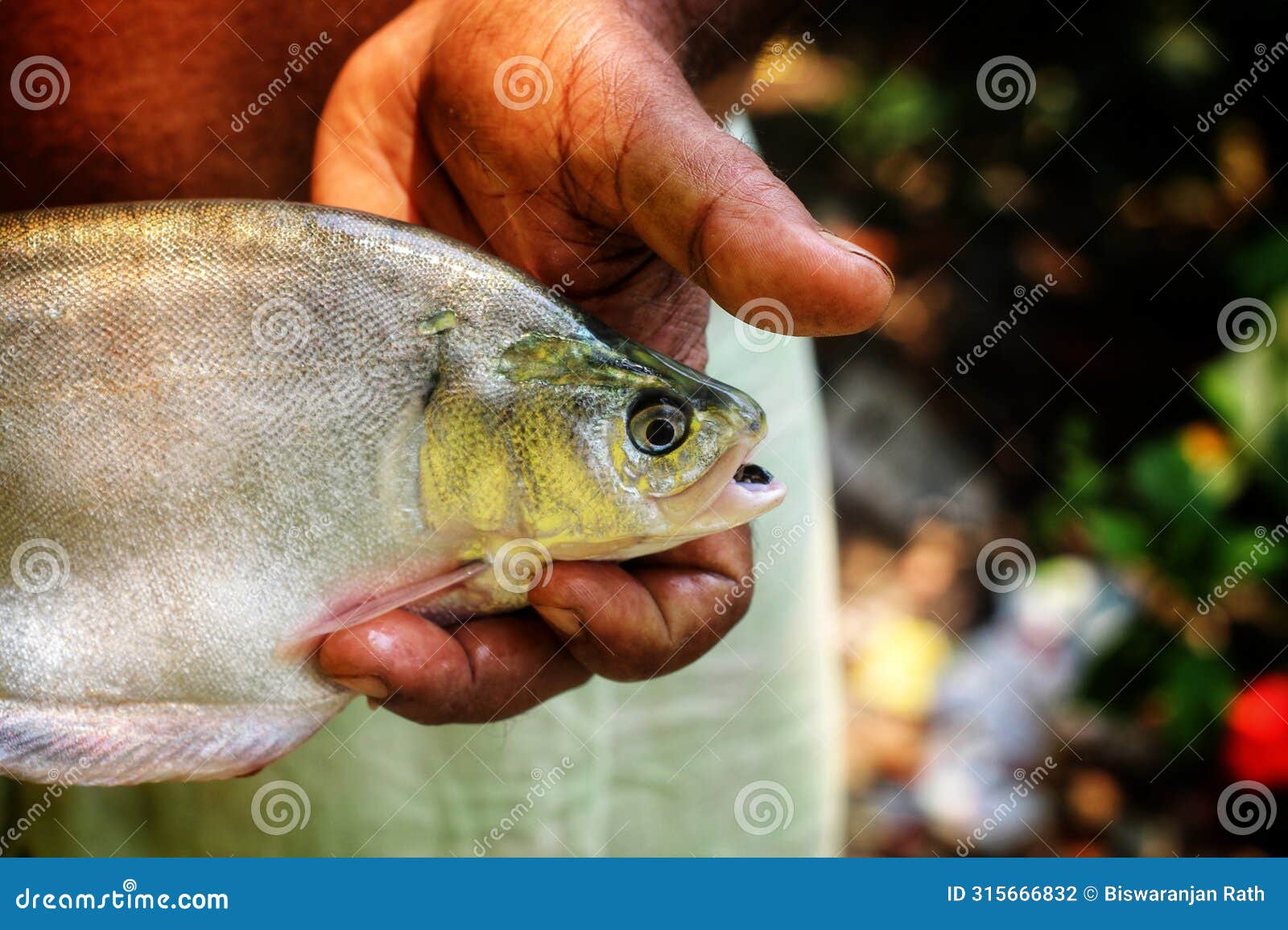 Big Bronze Featherback Fish in Hand in Nice Blur Background HD, Fali ...