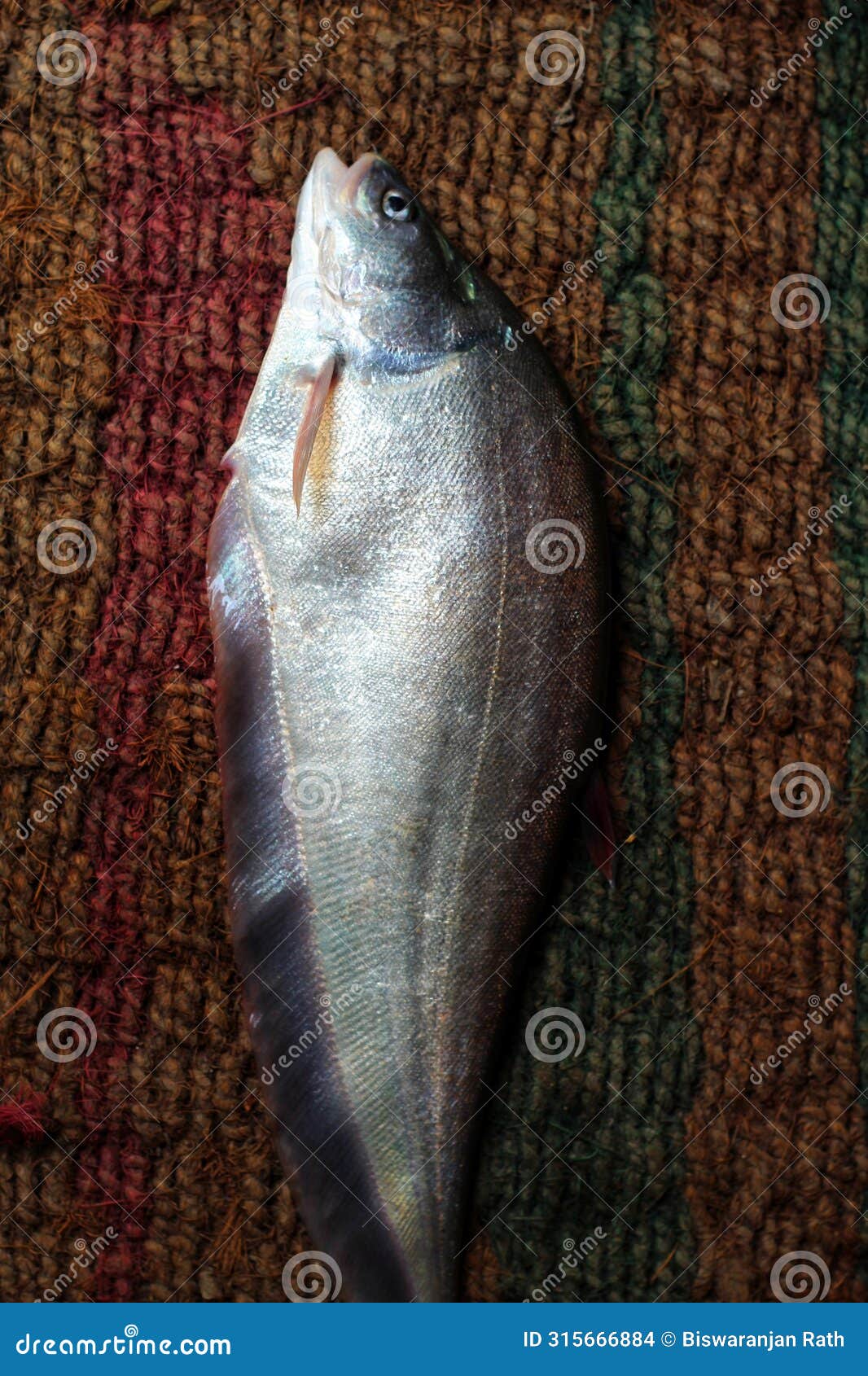 Bronze Featherback Of Indian Subcontinent Royalty-Free Stock ...