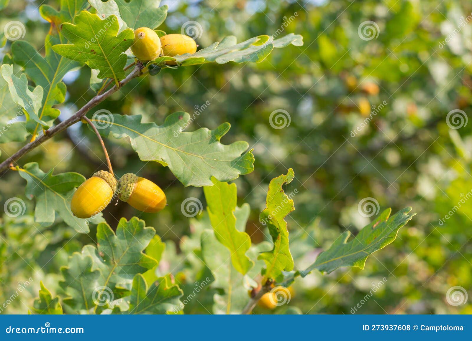 Big Brown Acorns on Oak Tree Green Leaves Stock Photo - Image of nature ...