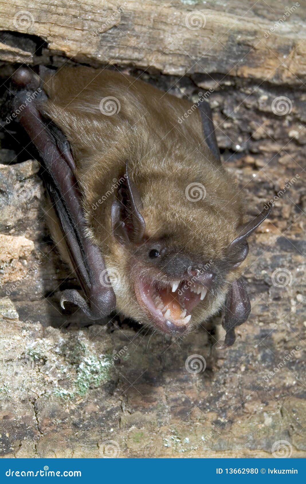Big Brown Bat, Eptesicus Fuscus, Mouth Open Showing Fangs Royalty-Free ...