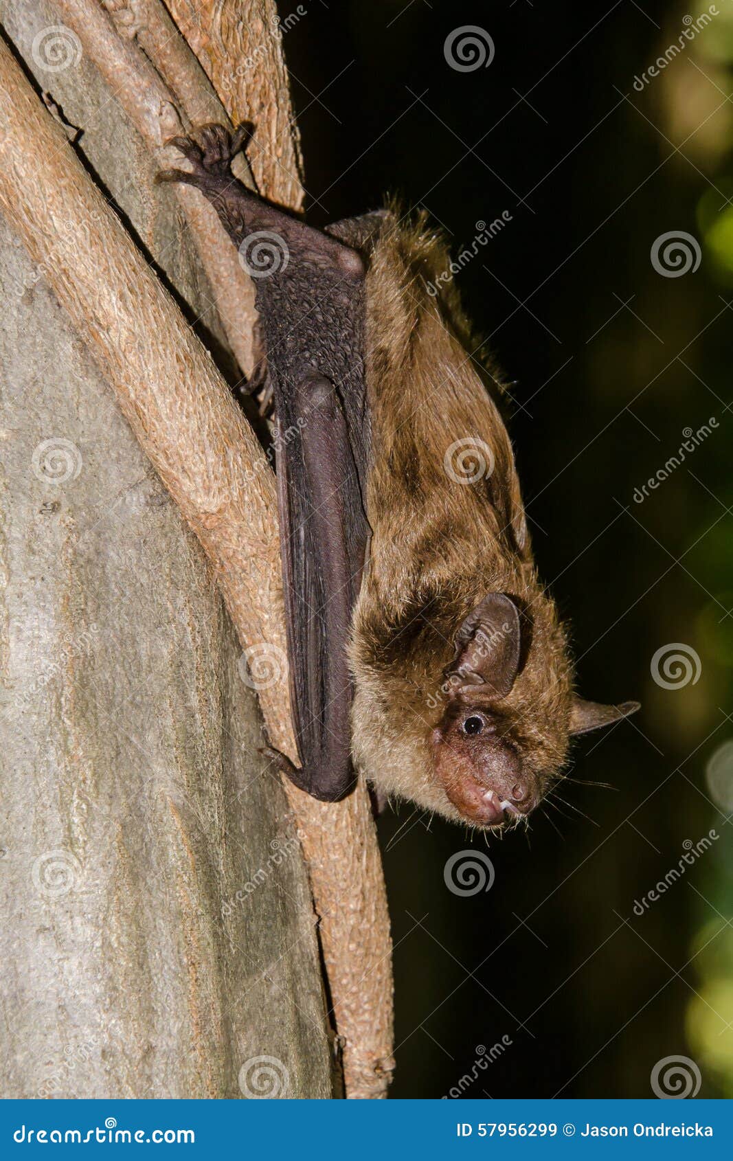 Big Brown Bat stock image. Image of biodiversity, ecology - 57956299