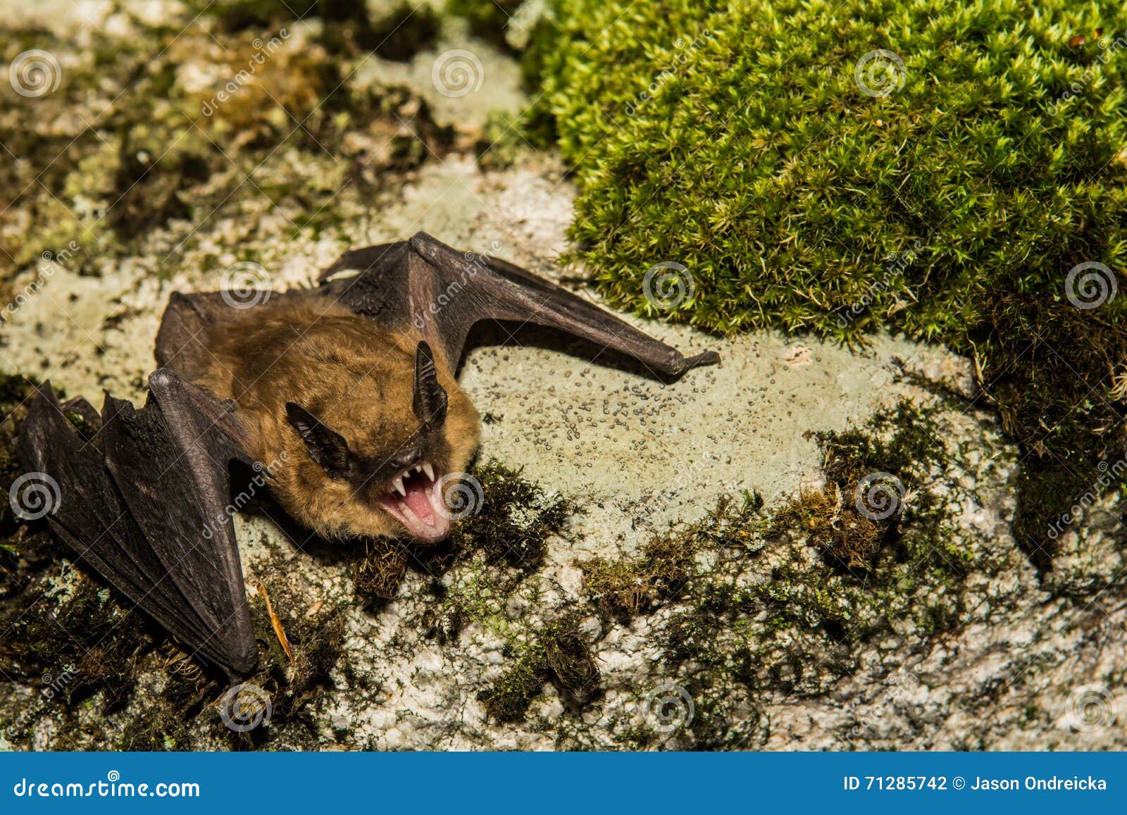 Big Brown Bat stock photo. Image of ecolocation, beautiful - 71285742