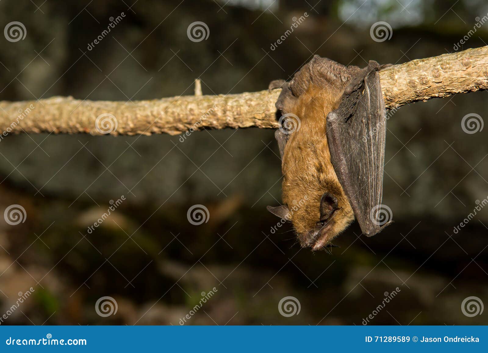 Big Brown Bat stock image. Image of outside, conservation - 71289589