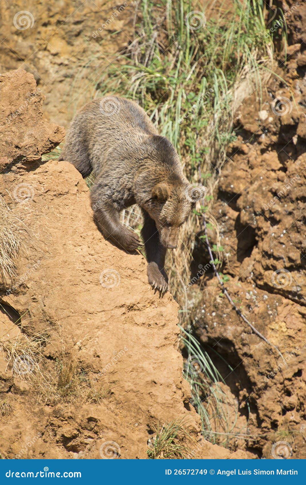 Big Brown Bear Climbing a Cliff. Stock Image - Image of animal ...