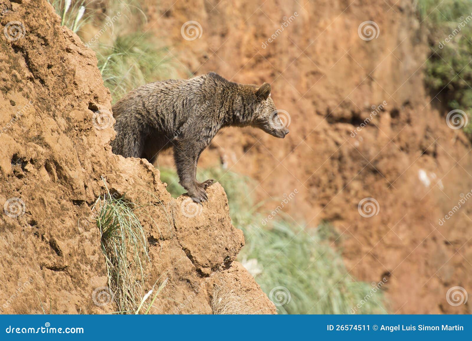 Big Brown Bear Climbing a Cliff. Stock Image - Image of nature, hunter ...