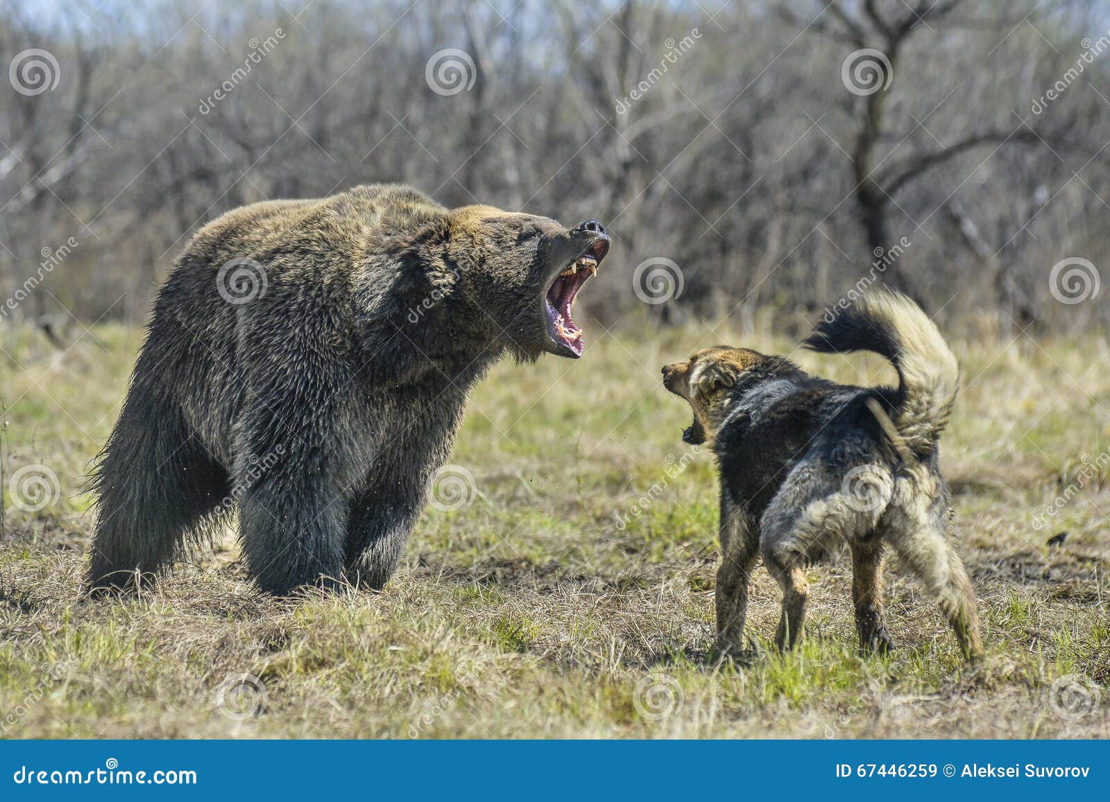 Big Brown Bear with dog stock image. Image of alaska - 67446259