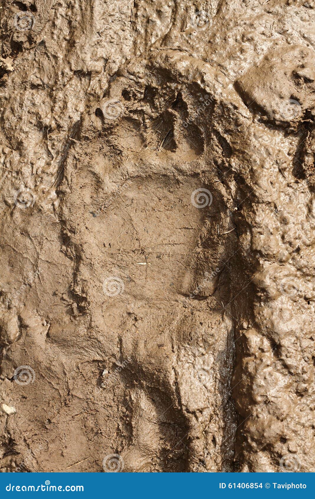 Big brown bear footprint stock photo. Image of habitat - 61406854