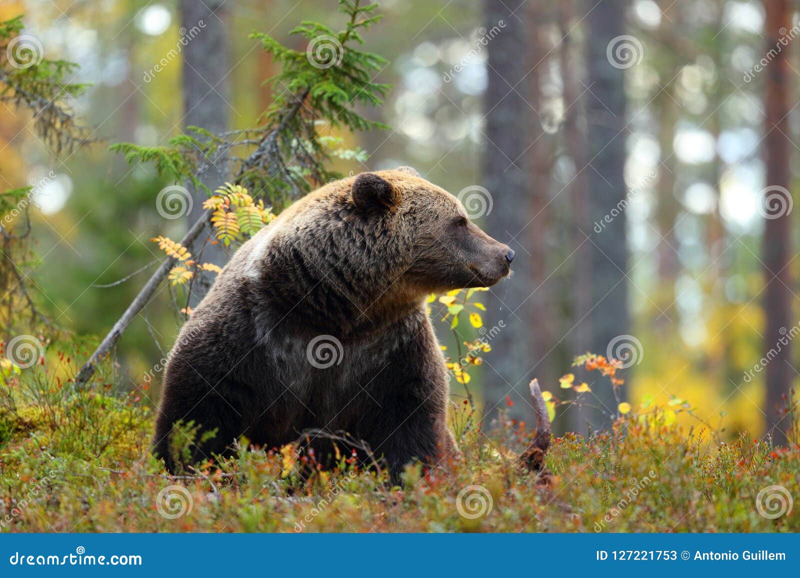 Bear Looking Up Tree Stock Photo | CartoonDealer.com #10963212