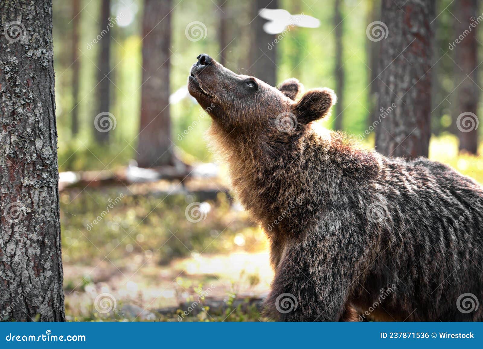 Big Brown Bear Looking Up at the Tree in a Forest in Finland Stock ...