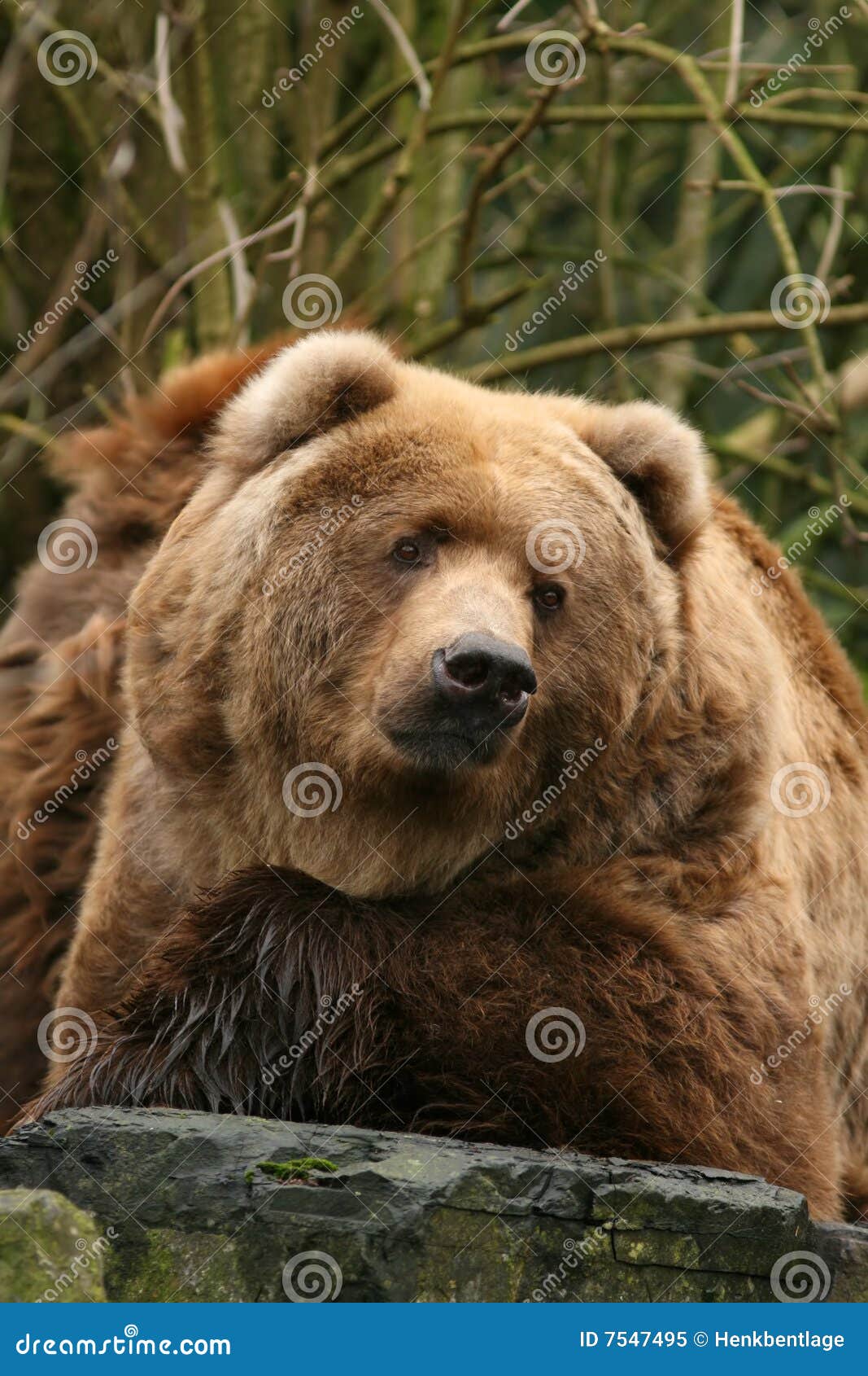 Bear Looking Up Tree Stock Photo | CartoonDealer.com #10963212