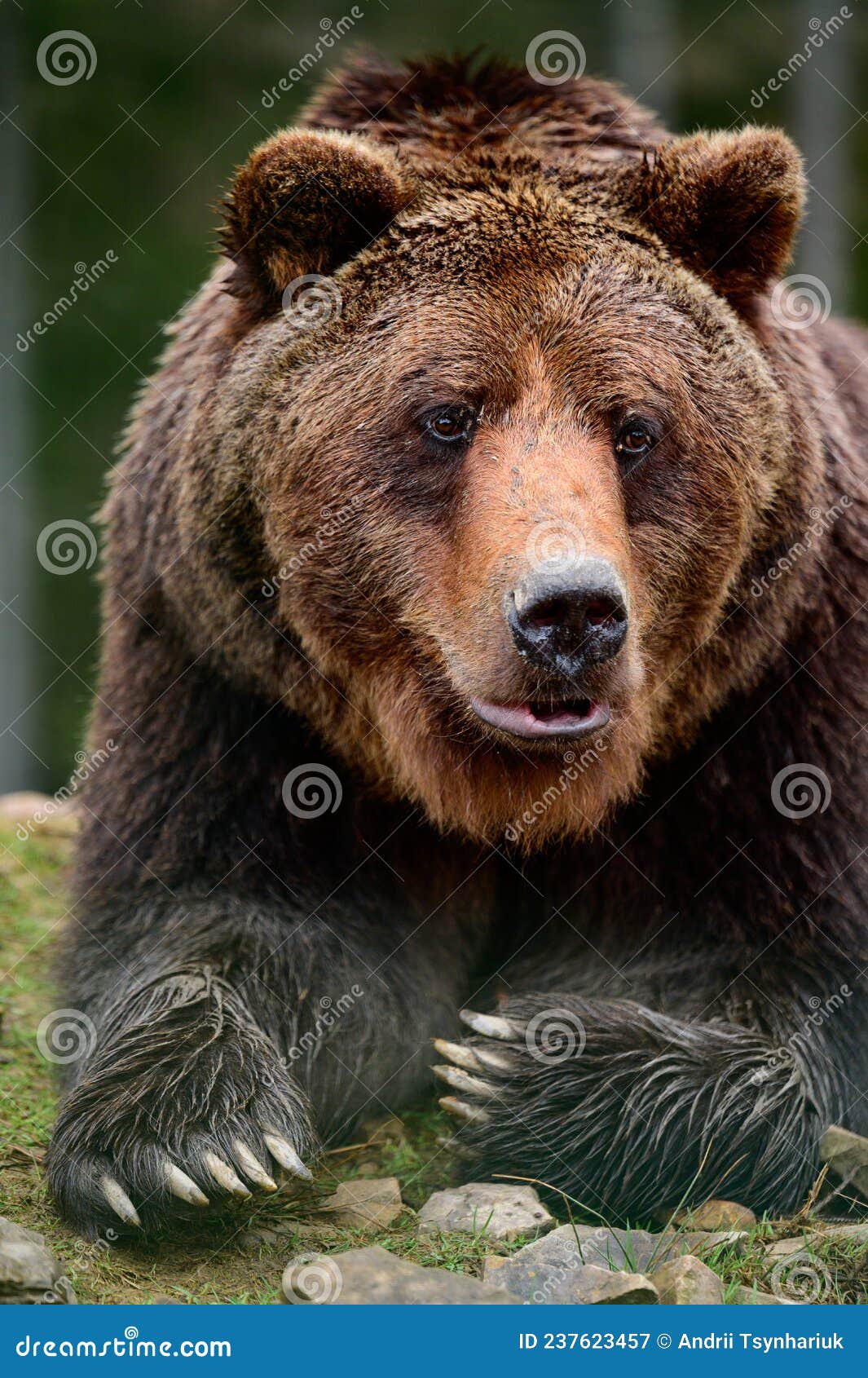 Big Brown Bear Lying, Big Forest Predator Close Up, Big Paw and Sharp ...