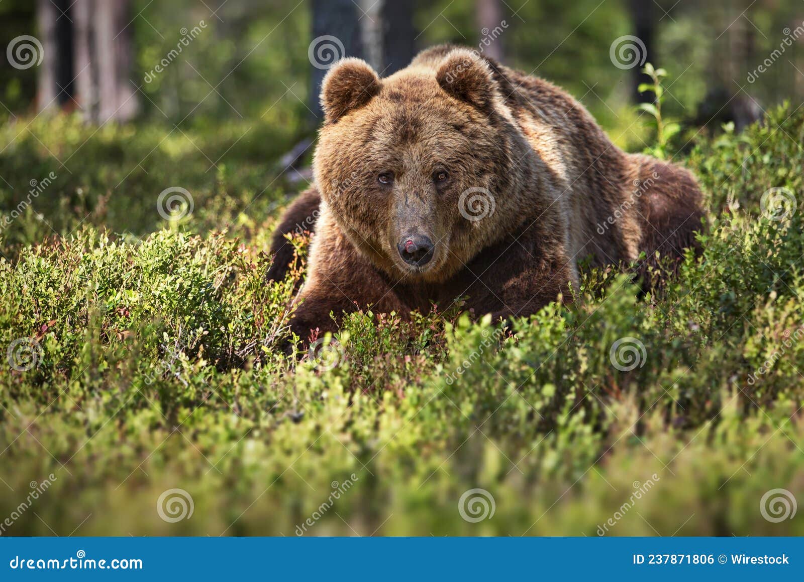 Big Brown Bear Lying on the Ground Covered with Green Grass and Looking ...