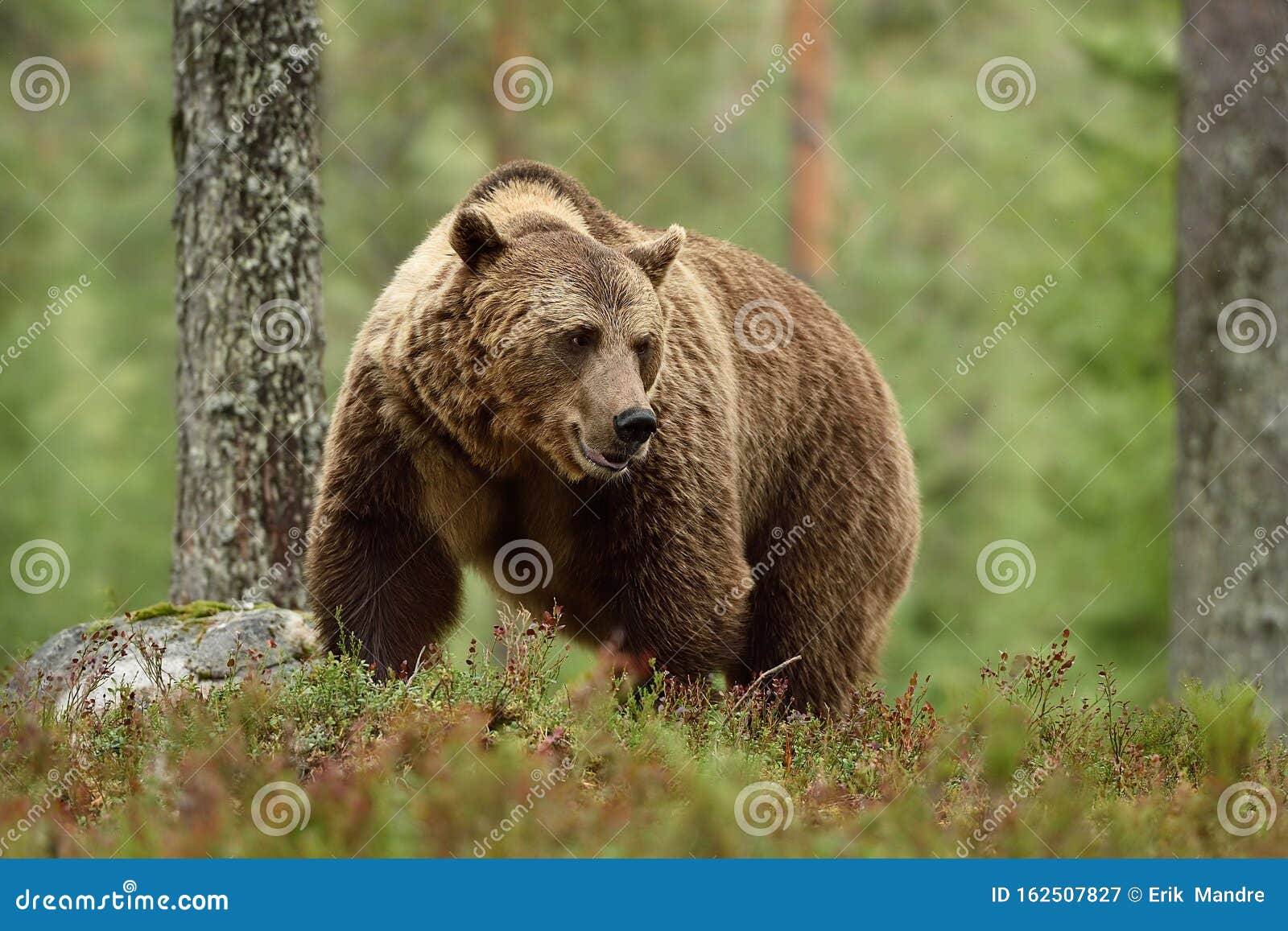 Big Brown Bear with Powerful Pose in Forest. Bear with Serious Look ...