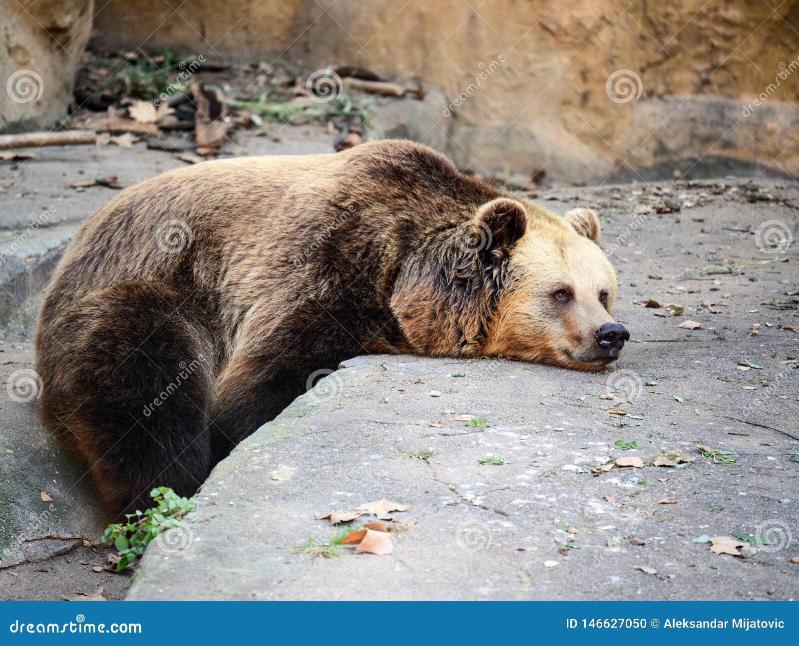 Big brown bear resting stock photo. Image of hunter - 146627050