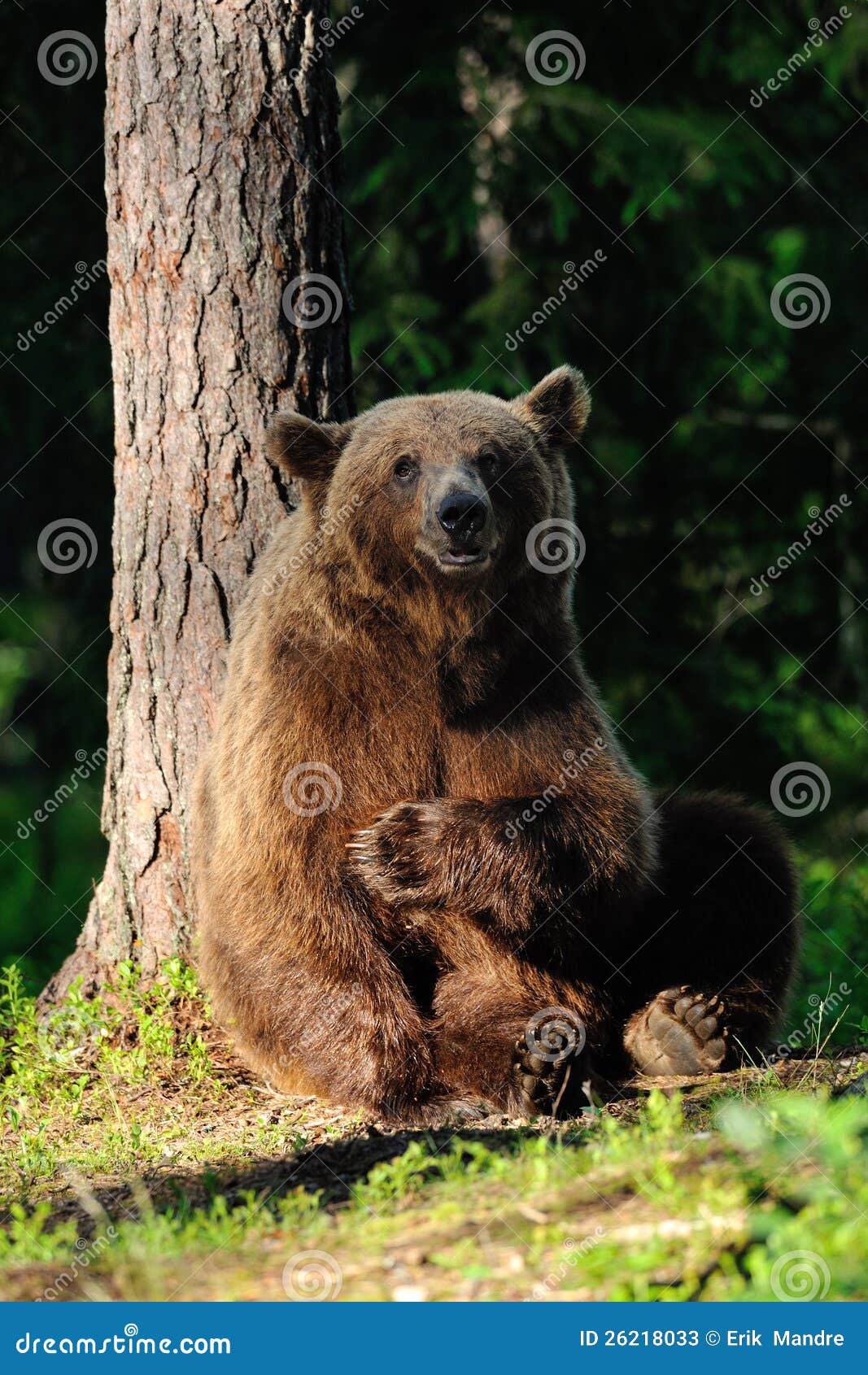 Big brown bear sitting stock image. Image of muscular - 26218033